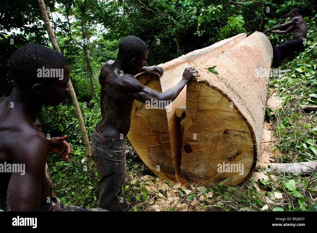 Illegal logging ghana hi-res stock photography and images - Alamy