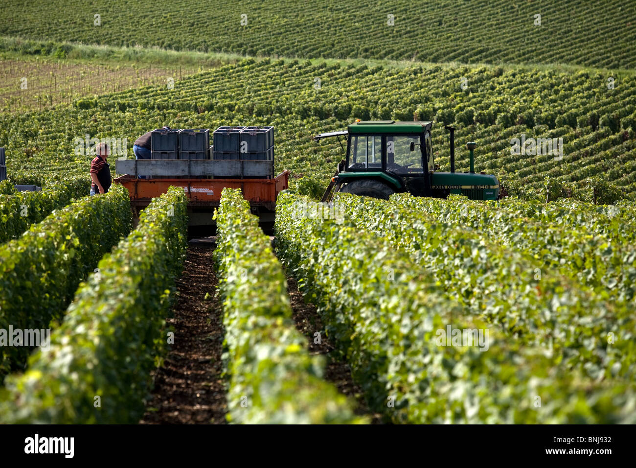 France, Champagne, wine, grapes, harvest work Stock Photo - Alamy