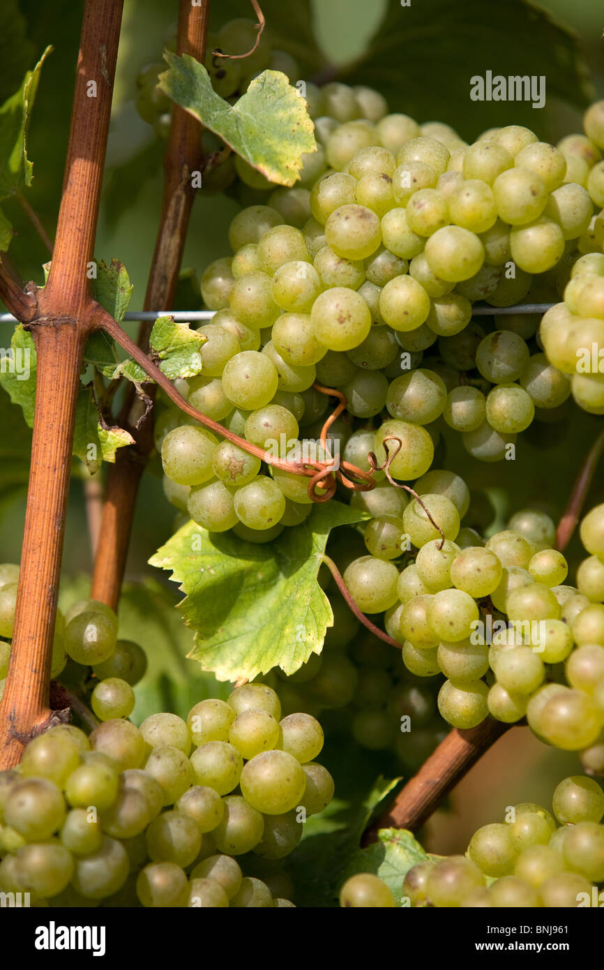 Champagne Grapes Stock Photos & Champagne Grapes Stock Images - Alamy
