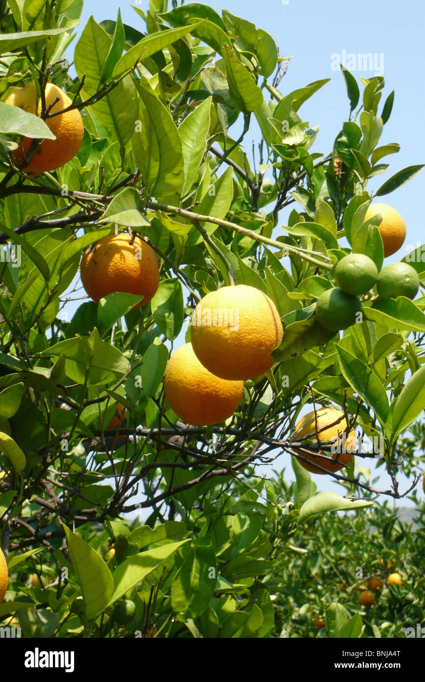 Greece Peloponnesus oranges orange tree trees leaves fruits twigs ...