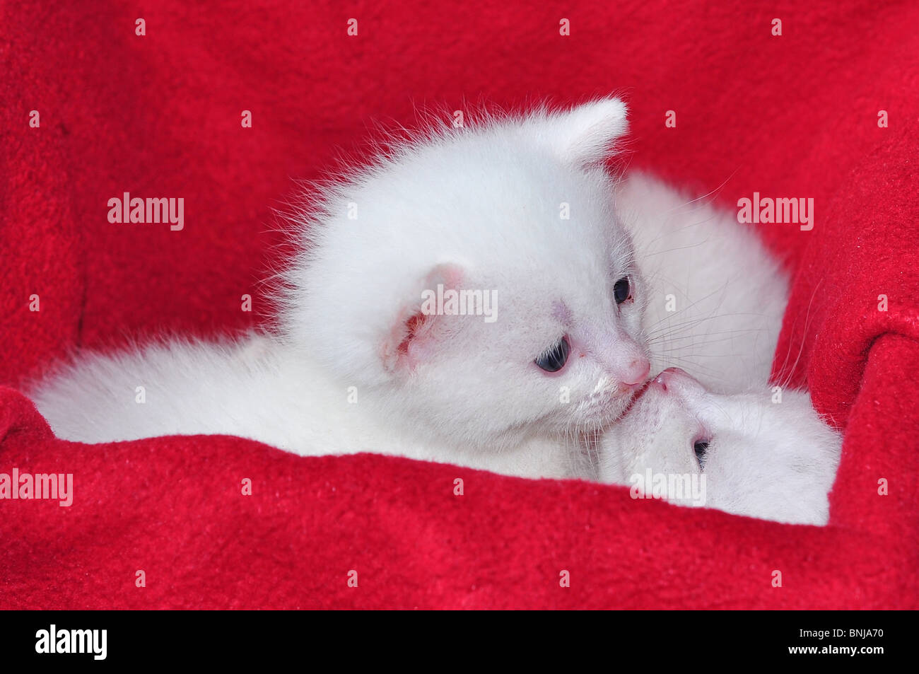 Kittens kissing hi-res stock photography and images - Alamy