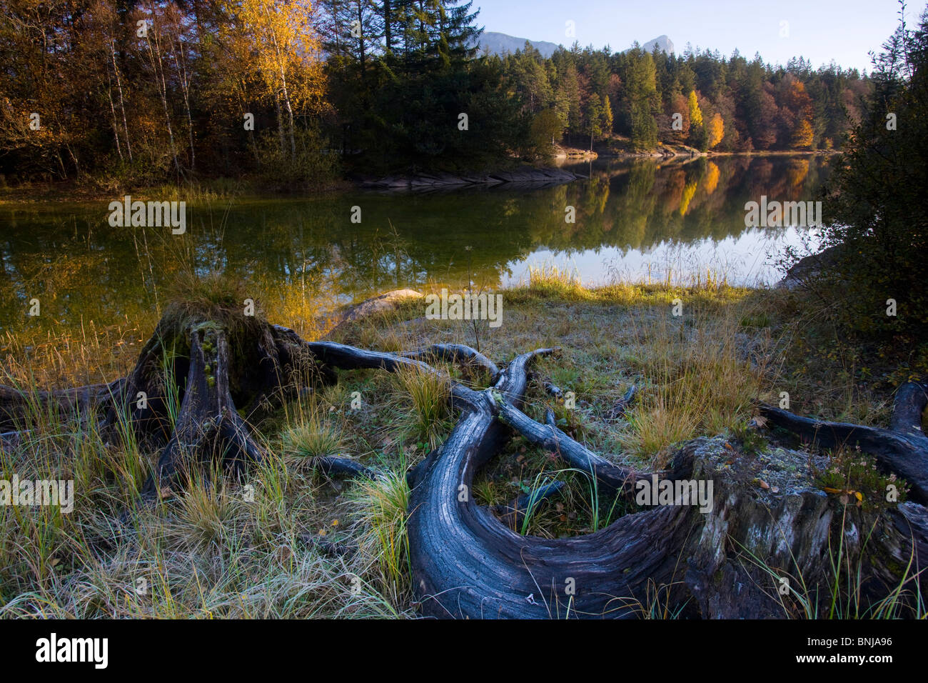 Chapfensee Switzerland Canton of St. Gallen lake reflection wood forest ...