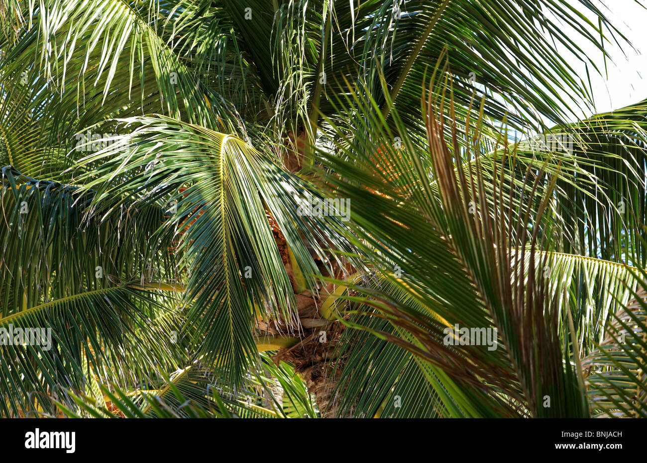 Close-up of palm trees Stock Photo - Alamy