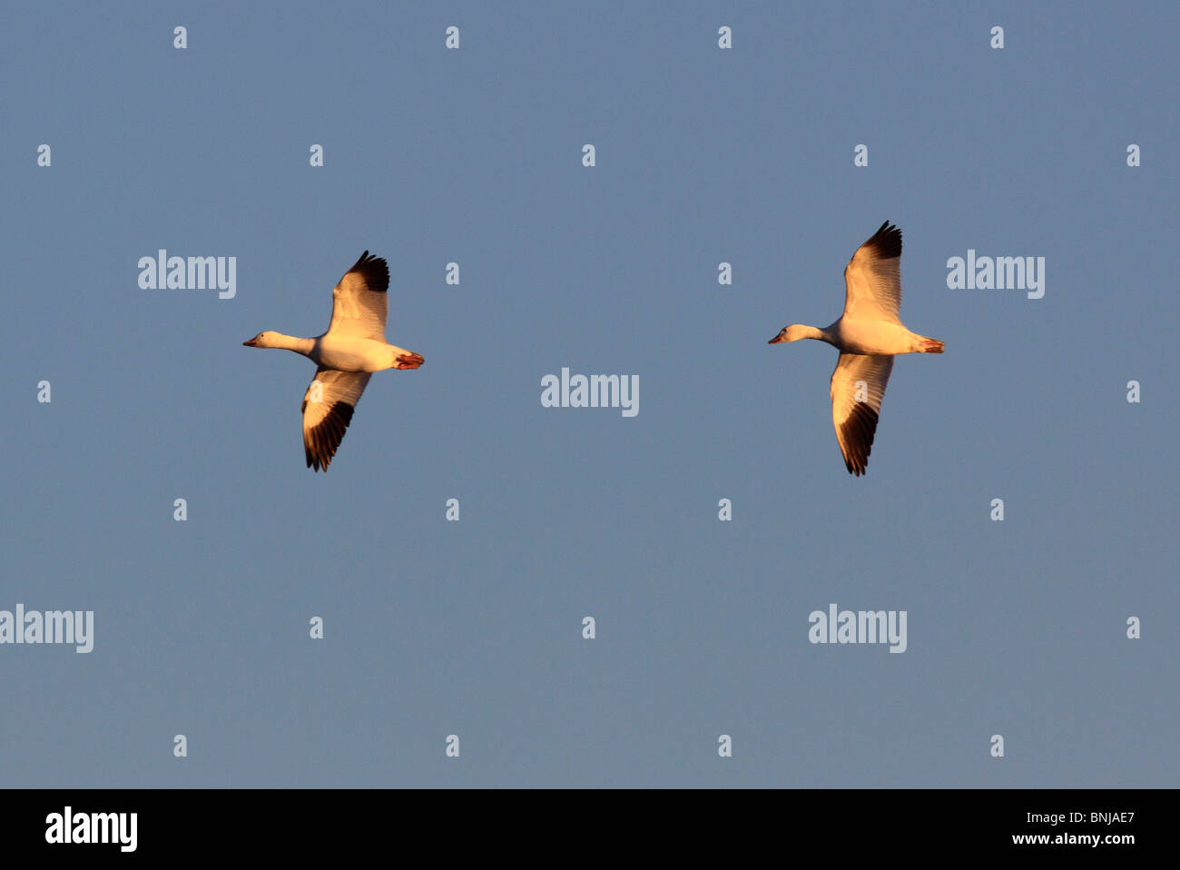 Schneegans hi-res stock photography and images - Alamy