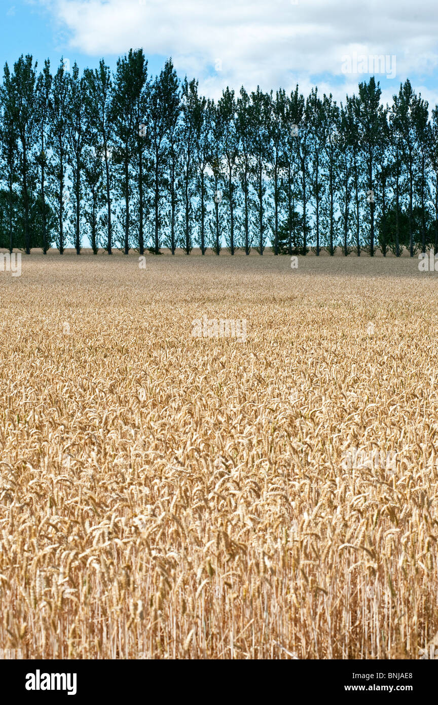 Wheat ield ready for harvest Stock Photo - Alamy