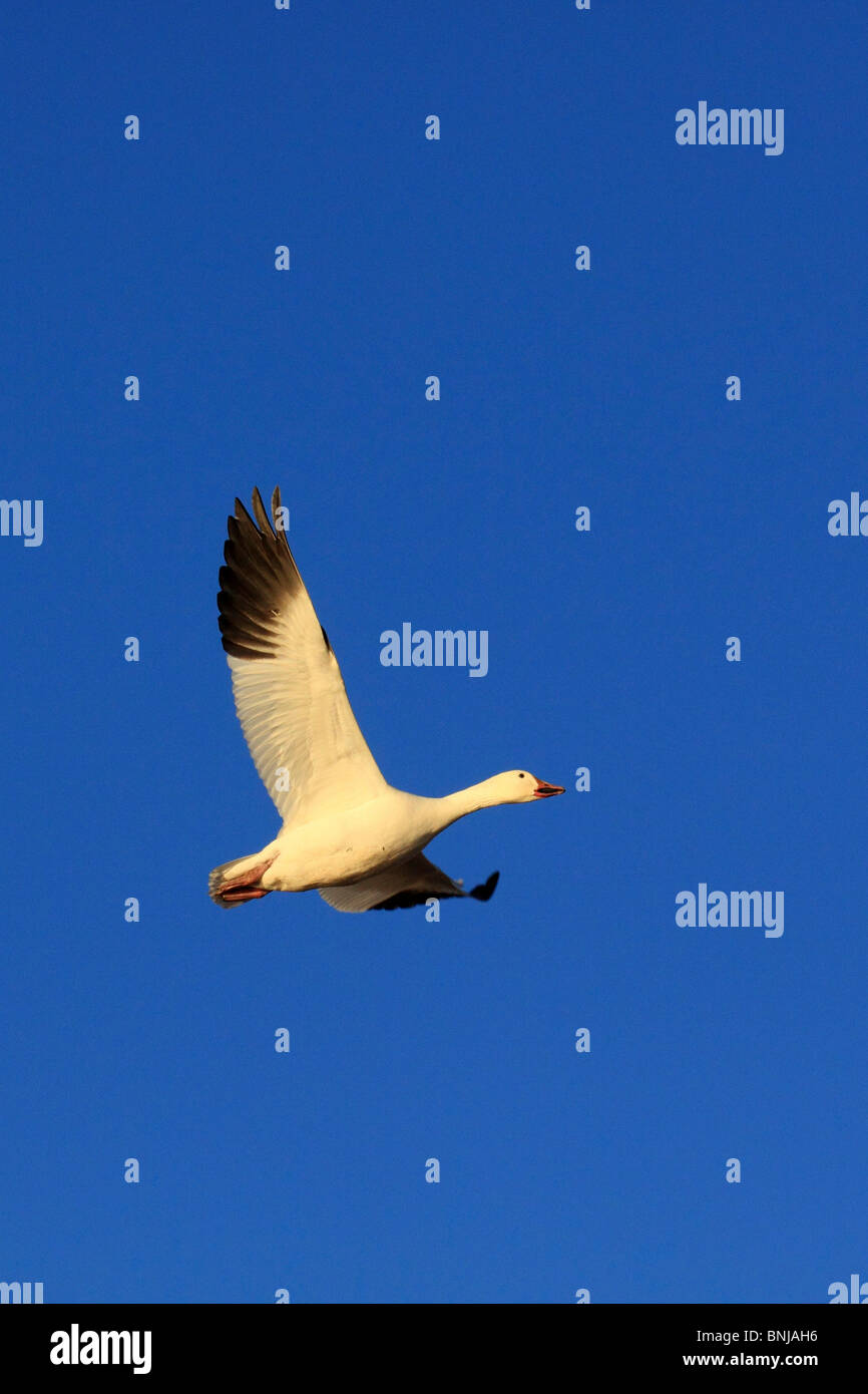 Schneegans Anser caerulescens Snow goose Flying Wintering grounds ...