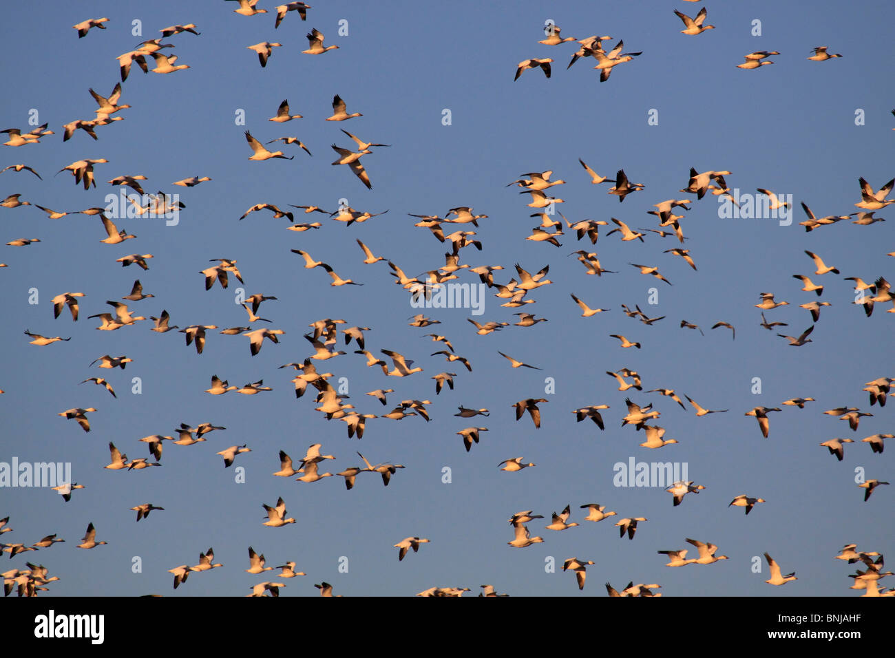 Schneegans Anser caerulescens Snow goose Flock Water Wintering grounds ...