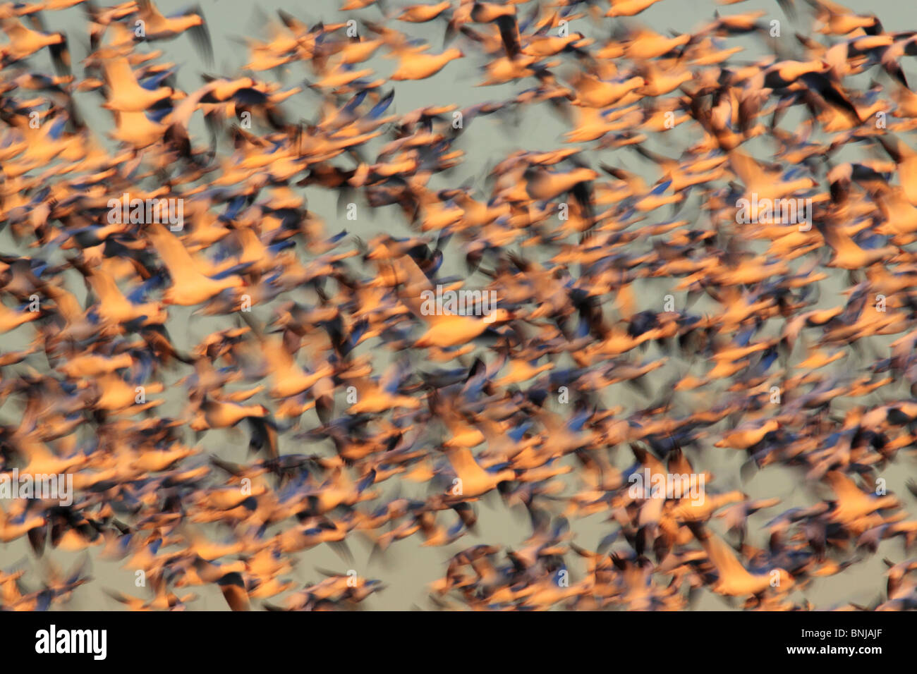 Schneegans Anser caerulescens Snow goose Flock Water Wintering grounds ...