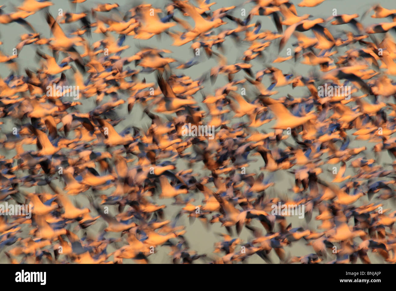 Schneegans Anser caerulescens Snow goose Flock Water Wintering grounds ...