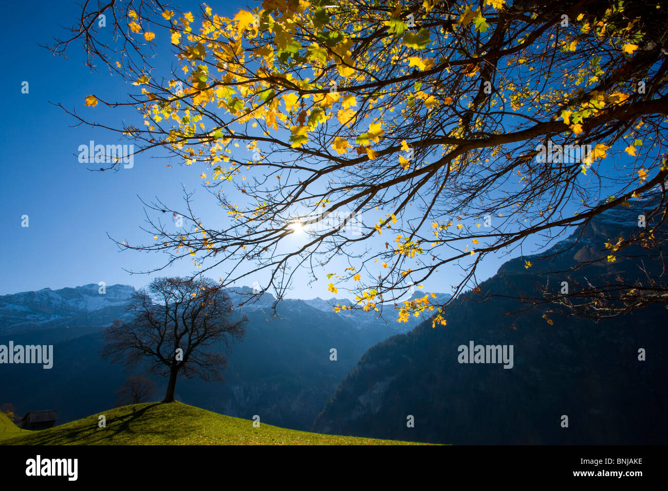 Schächental Switzerland Canton of Uri trees maple mountain mountains ...