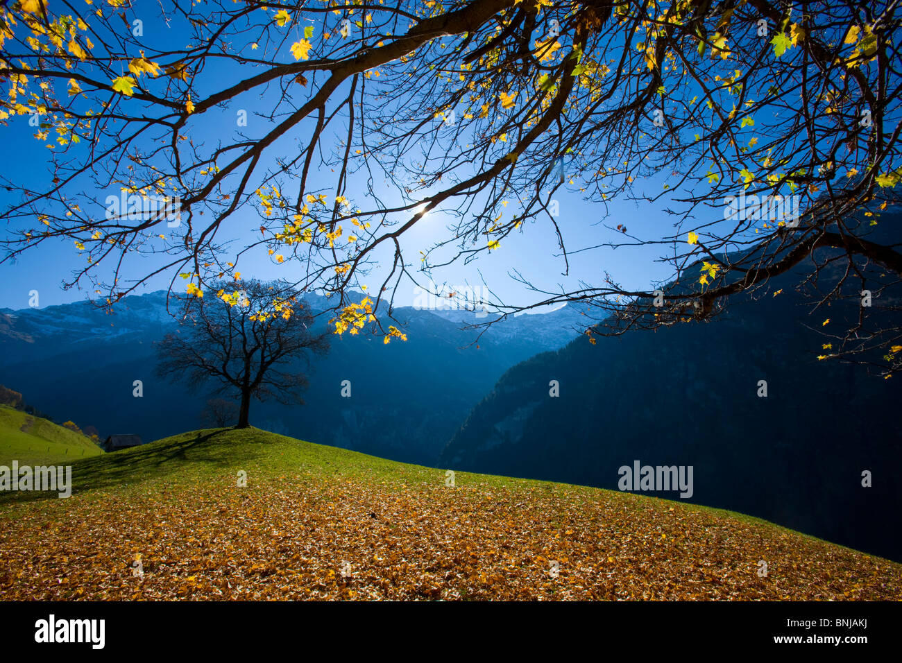 Schächental Switzerland Canton of Uri trees maple mountain mountains ...