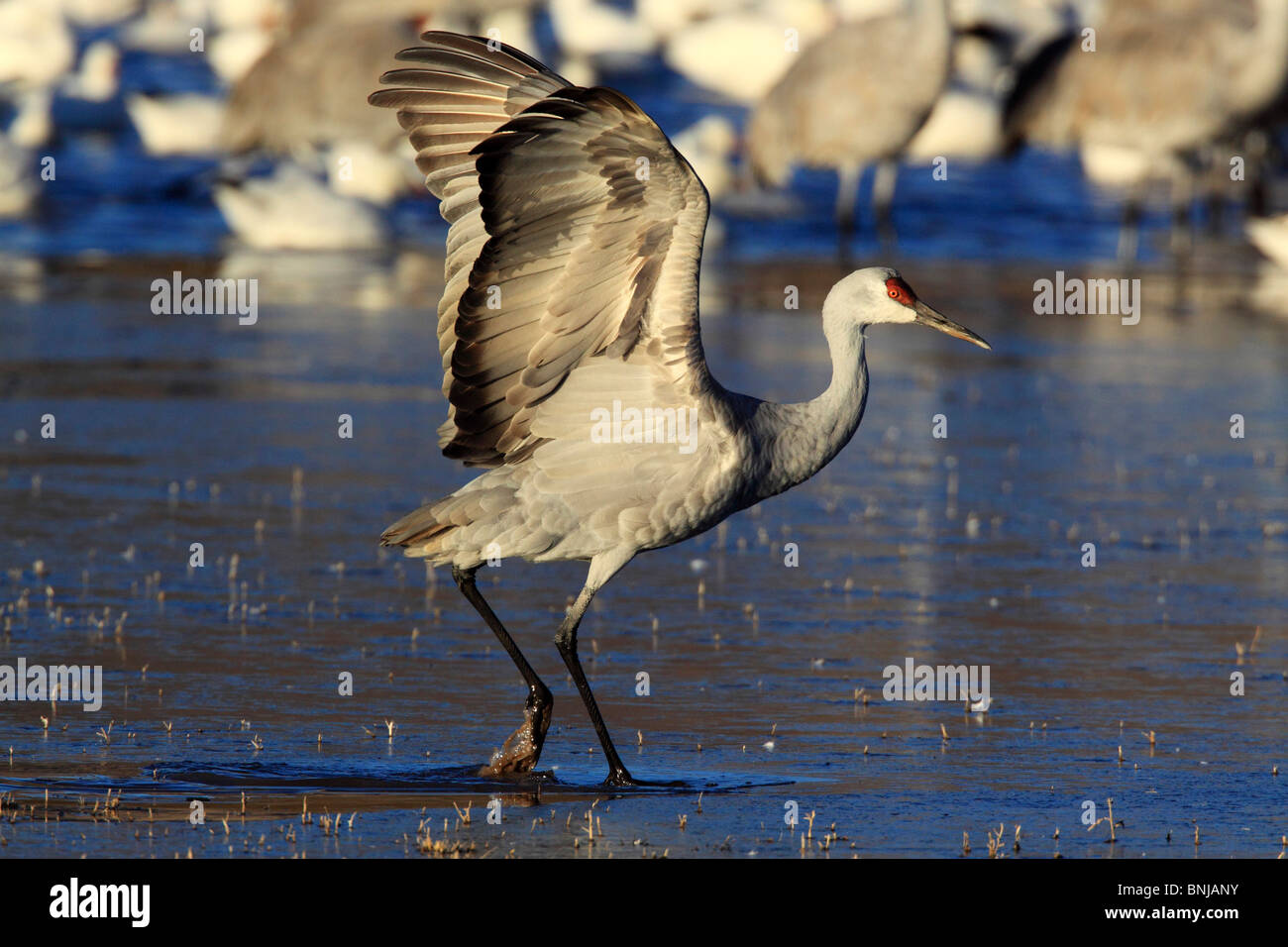 Grus canadensis Sandhill Crane Cranes Birds Water Wintering grounds ...