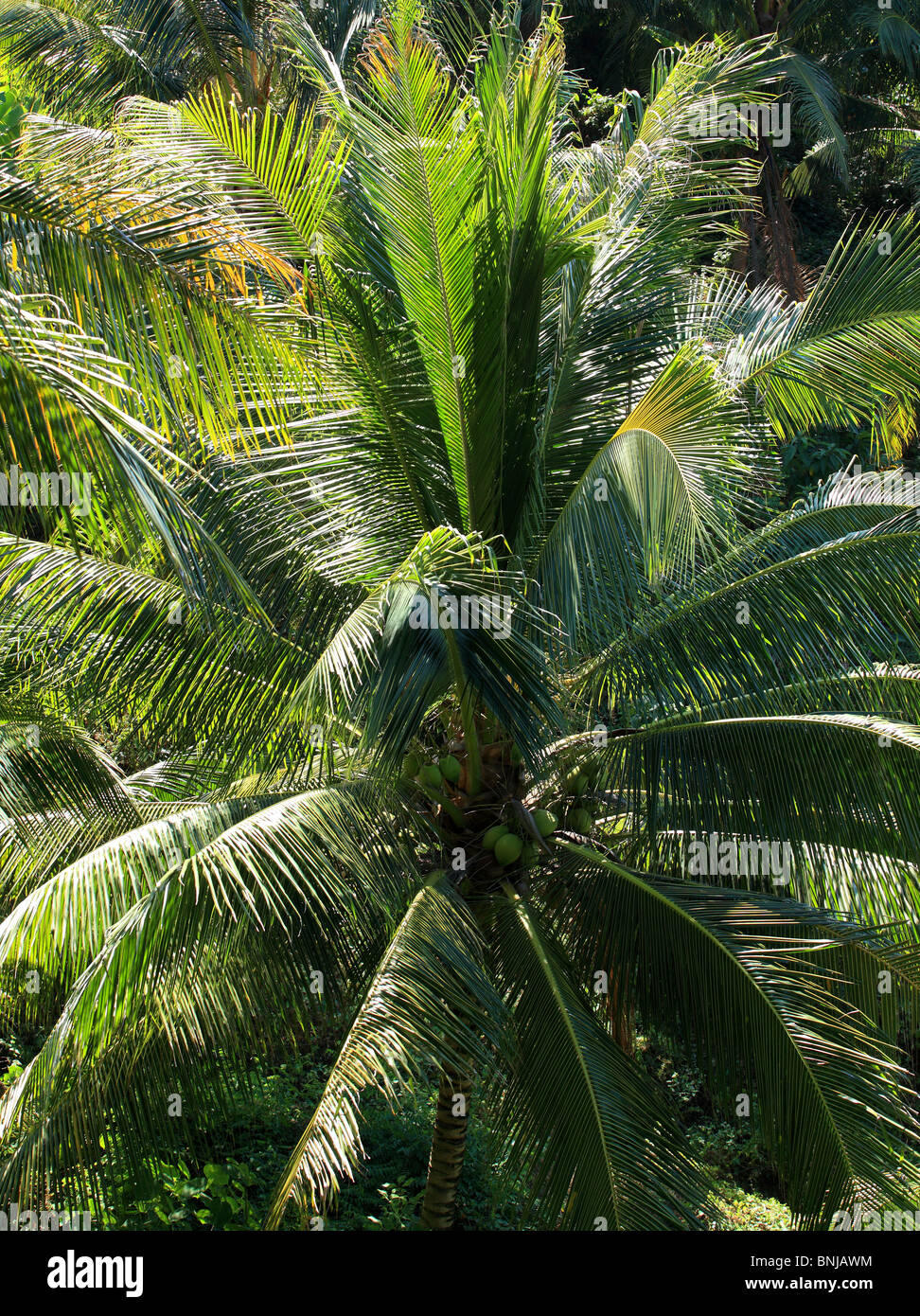 Close-up of palm trees Stock Photo - Alamy