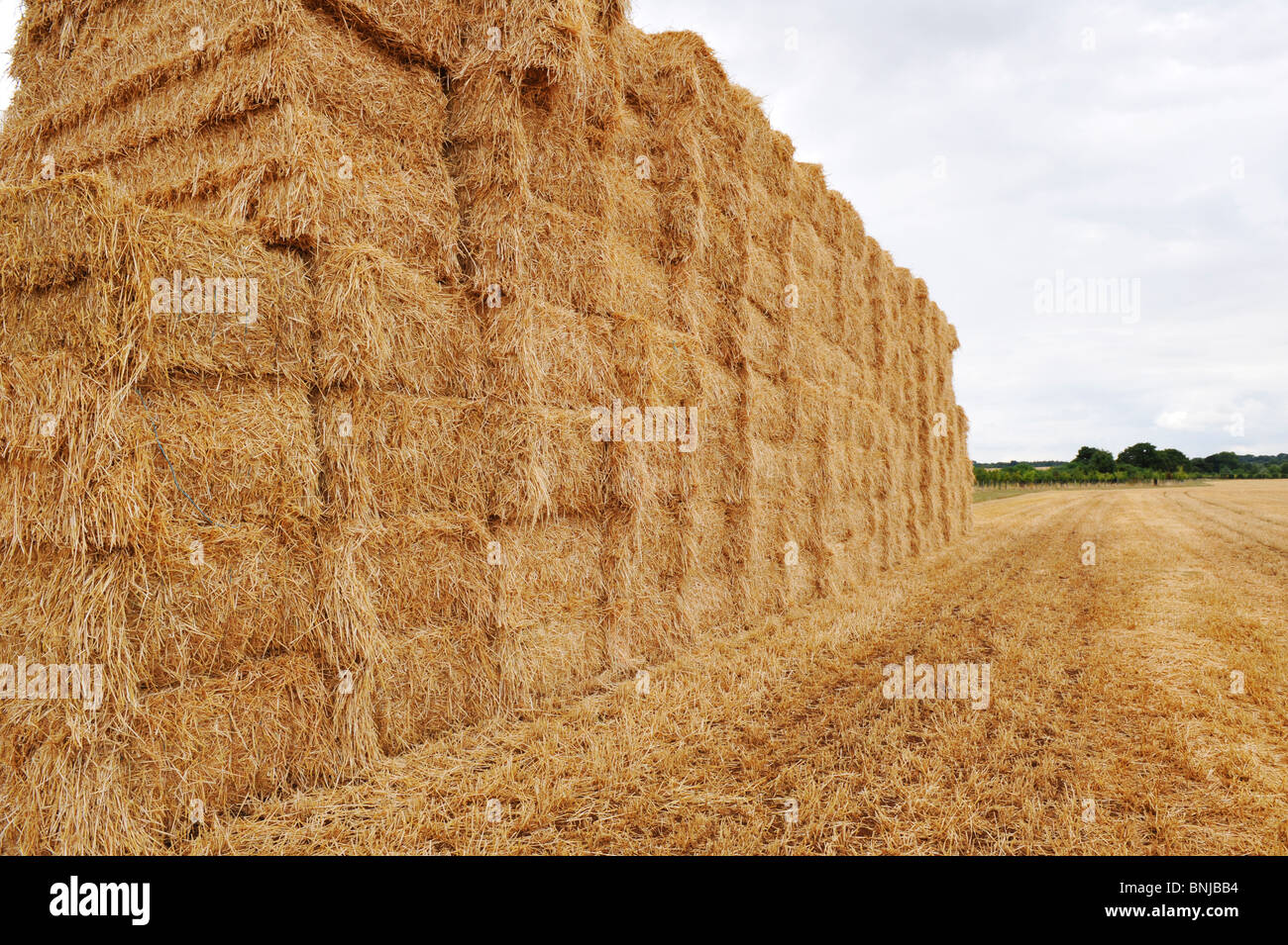 Giant hay stack gathered together after a harvest and awaiting ...