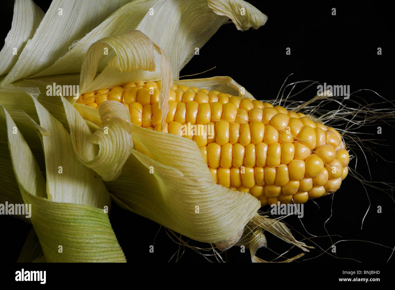 Freshly Picked Corn in Husk Stock Photo - Alamy