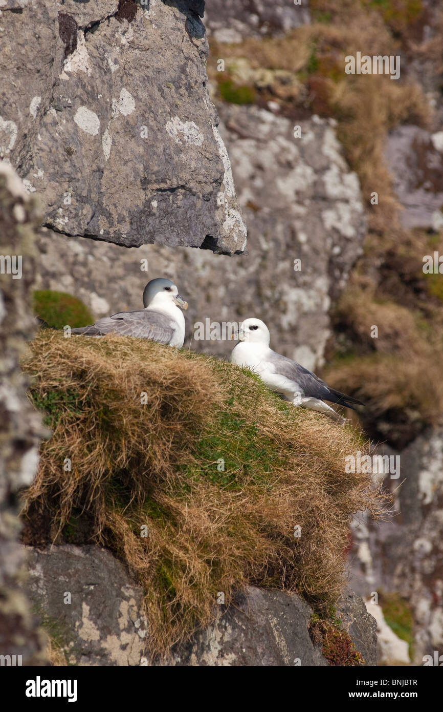 Northern Fulmar Fulmarus glacialis Fulmars Petrel Petrels nesting on ...
