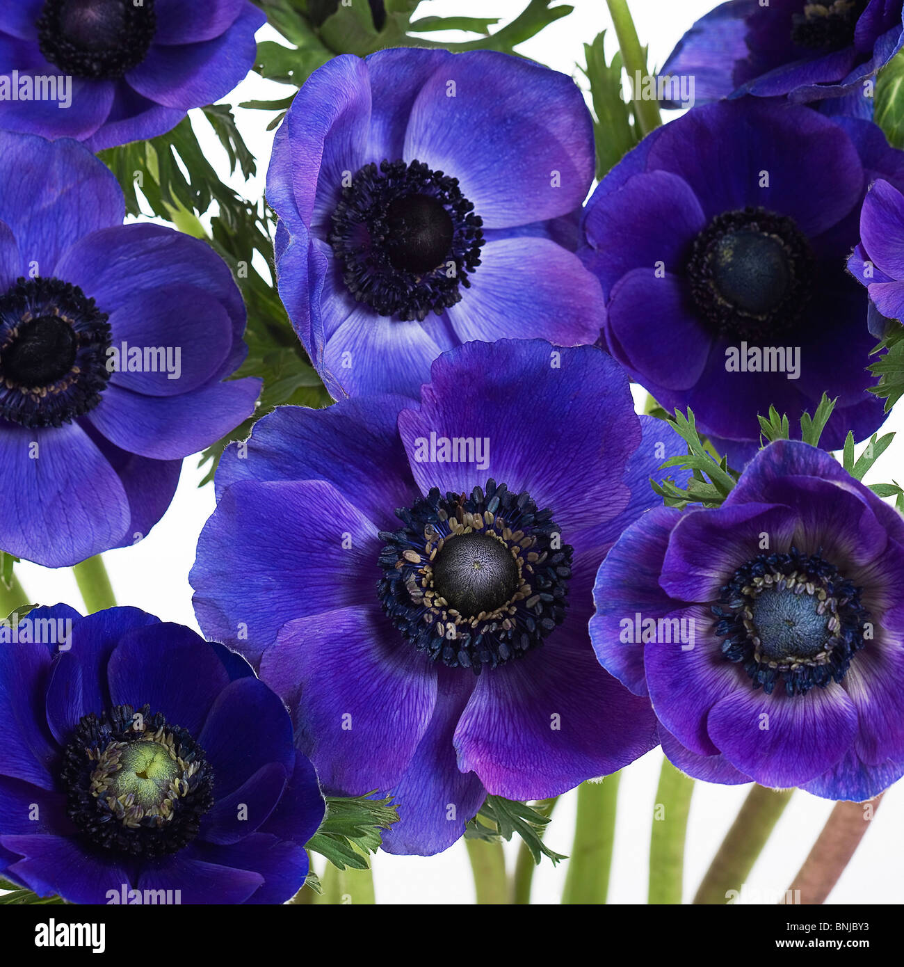 Anemone blooms hi-res stock photography and images - Alamy