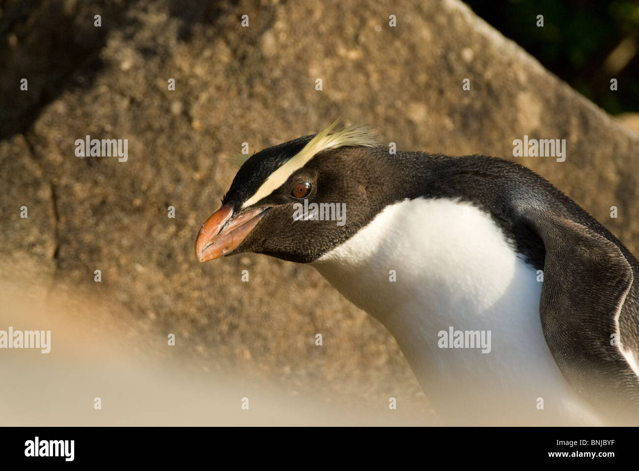 Fiordland Crested penguin Eudyptes pachyrhynchus Stock Photo - Alamy