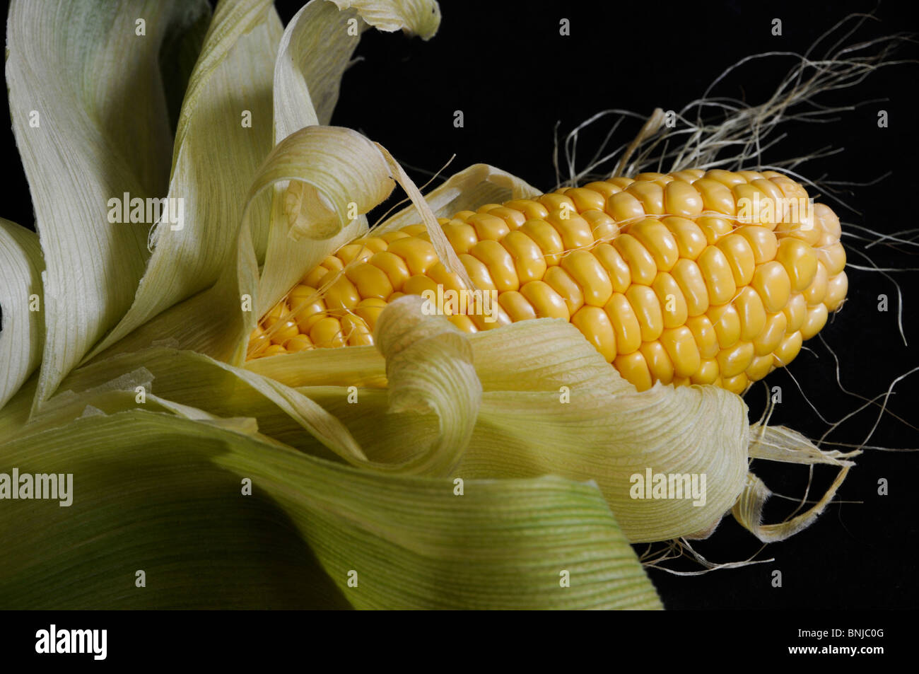Freshly Picked Corn in Husk Stock Photo - Alamy