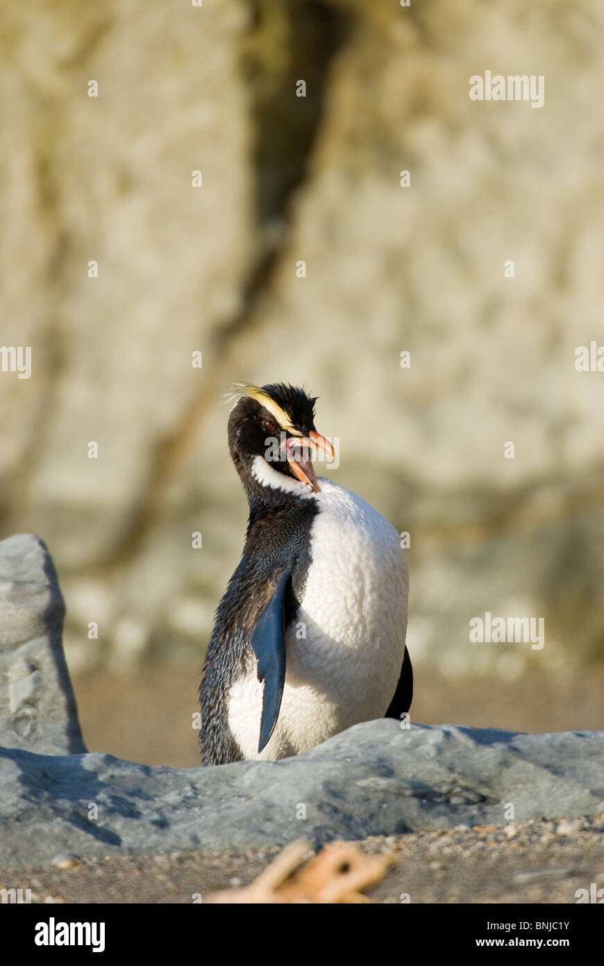 Fiordland Crested penguin Eudyptes pachyrhynchus Stock Photo - Alamy