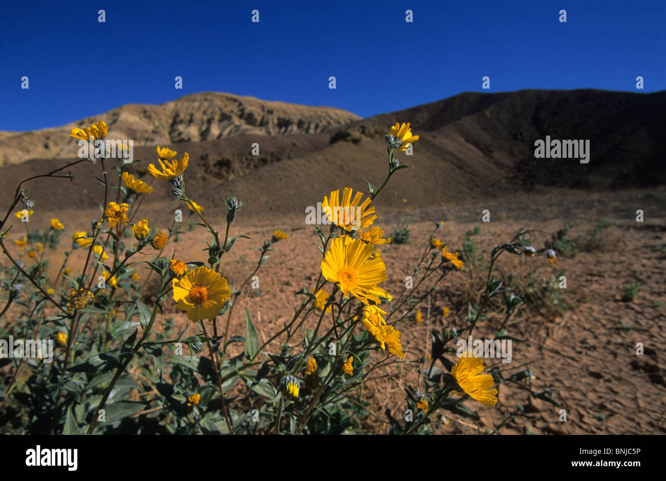 USA California Death Valley national park desert yellow flowers Death ...