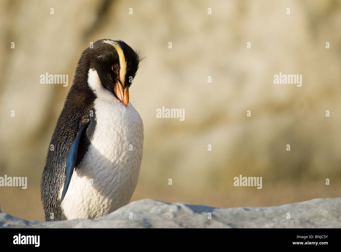 Fiordland Crested penguin Eudyptes pachyrhynchus Stock Photo - Alamy