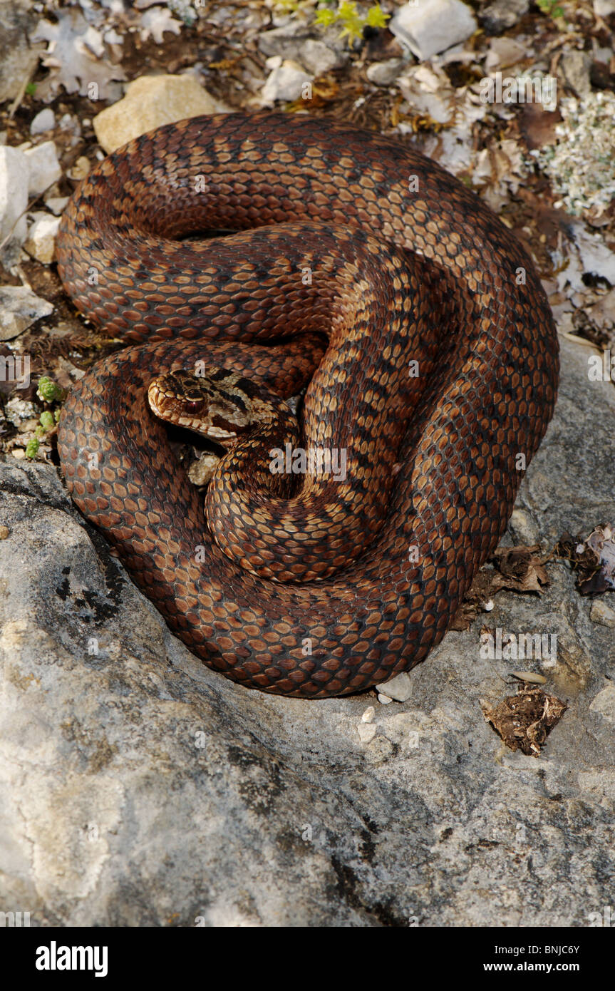 viper vipers adder adders common adder Vipera berus snake snakes ...