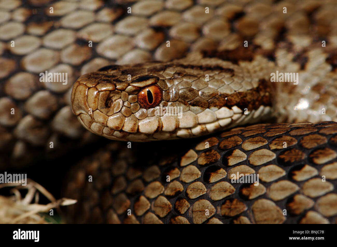 viper vipers adder adders common adder Vipera berus snake snakes ...