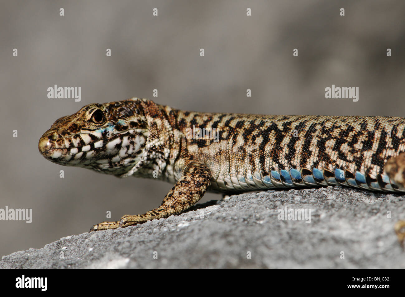 Blue spotted lizards hi-res stock photography and images - Alamy