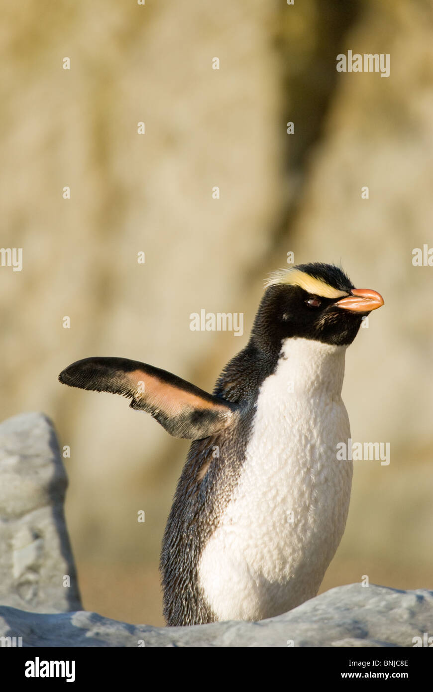 Yellow crested penguin hi-res stock photography and images - Alamy