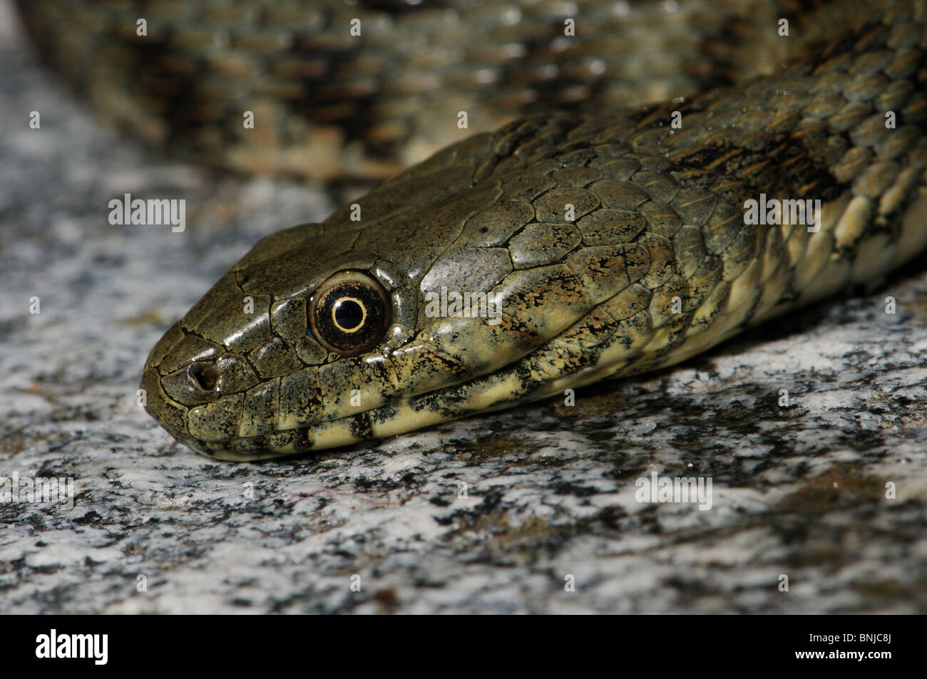 Olive green snake hi-res stock photography and images - Alamy