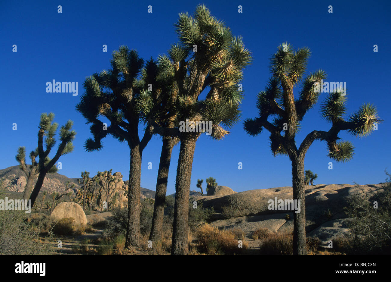 USA California Joshua Tree Nationalpark trees rocks cliffs rocks Joshua ...