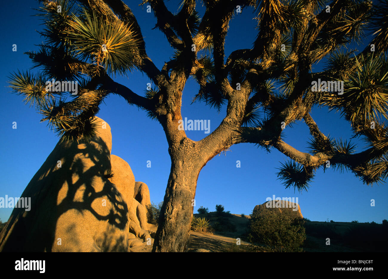 USA California Joshua Tree Nationalpark trees rocks cliffs rocks ...
