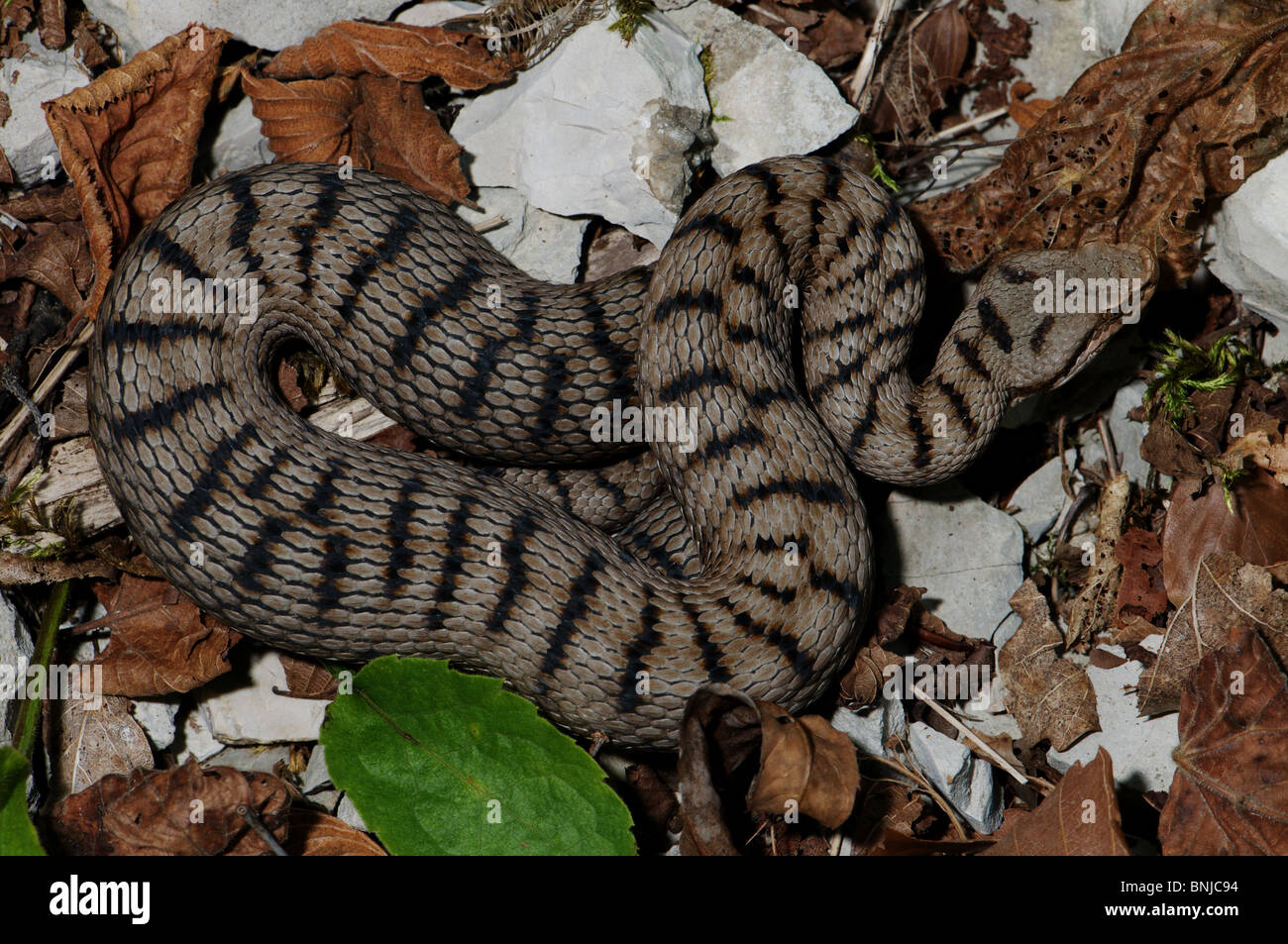 viper vipers adder adders asp viper Vipera a. aspis snake snakes ...