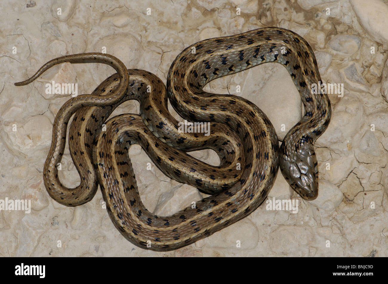 Grass snake colubrid colubrids Natrix natrix persa snake snakes reptile ...