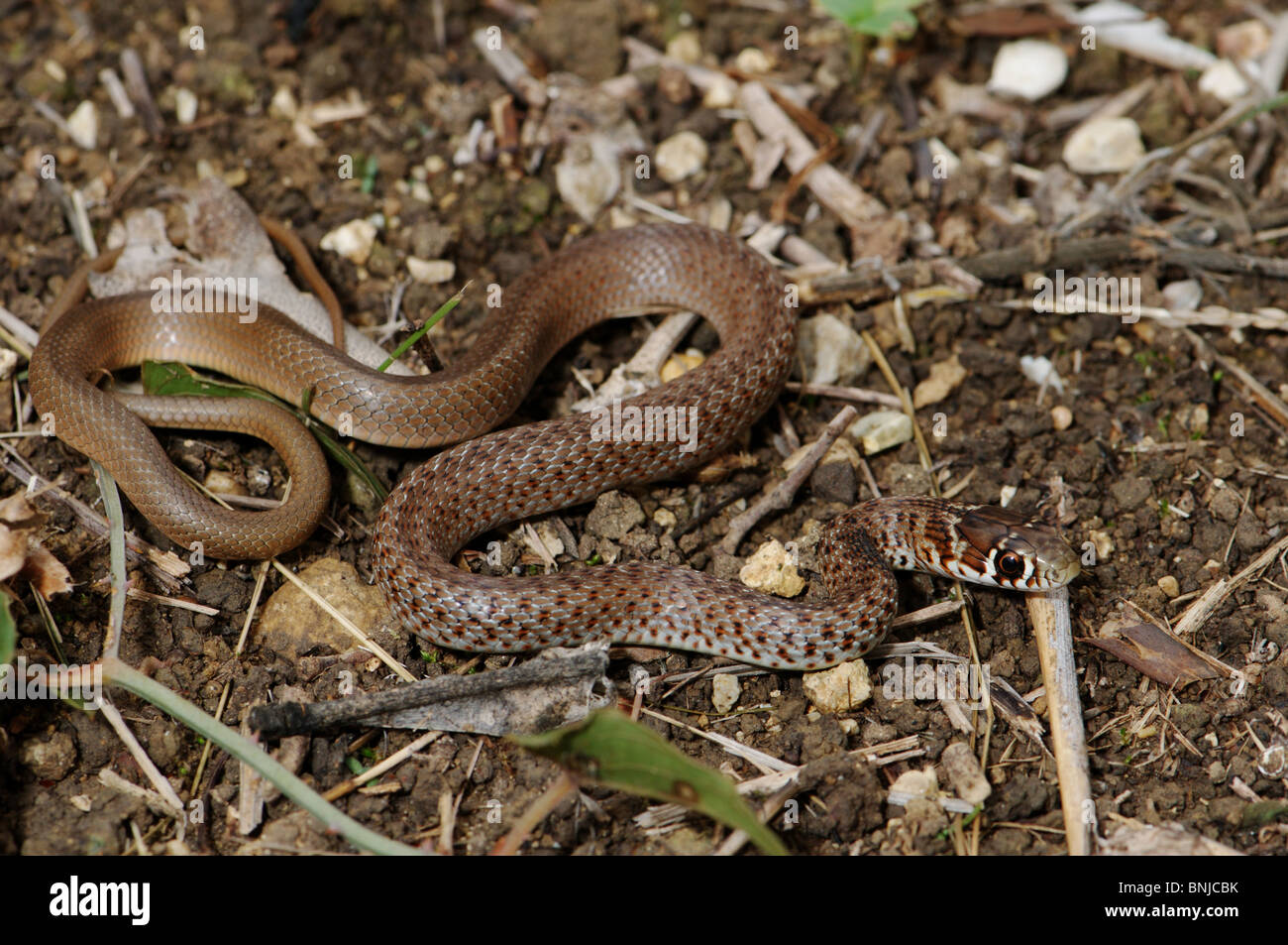 Brown Racer Stock Photos & Brown Racer Stock Images - Alamy