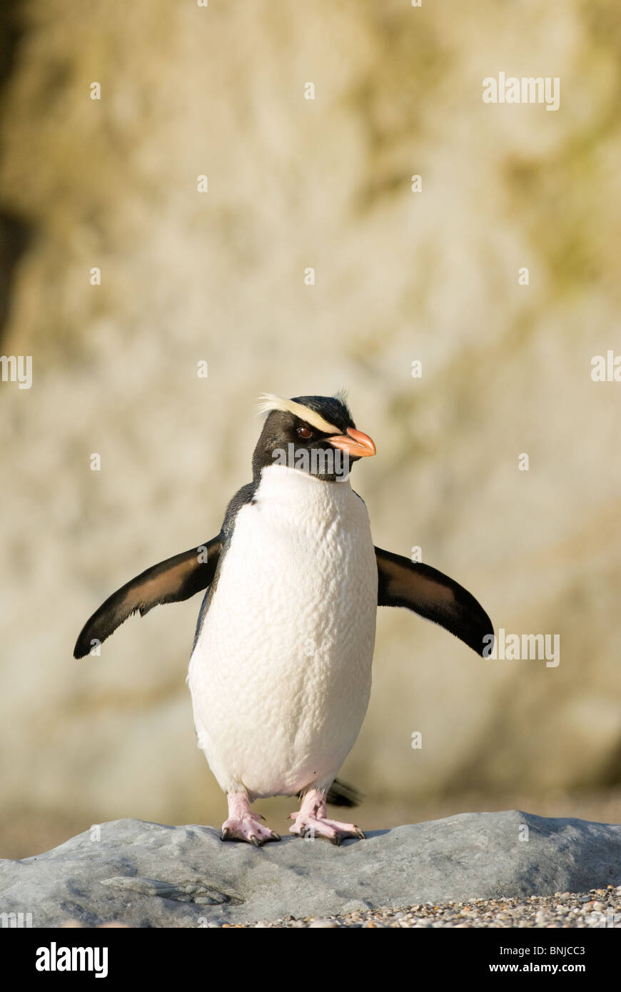 Crested Penguins