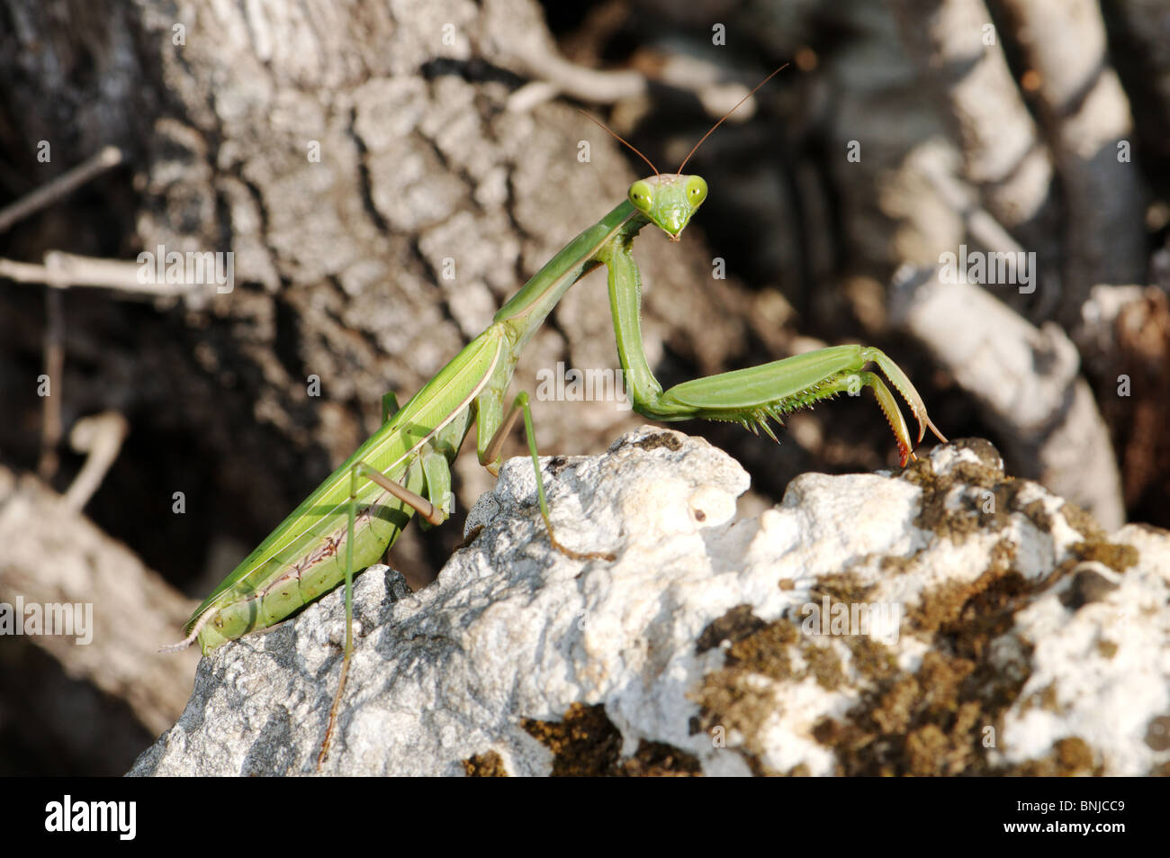 praying mantis Mantis religiosa mantis insect insects green animal ...