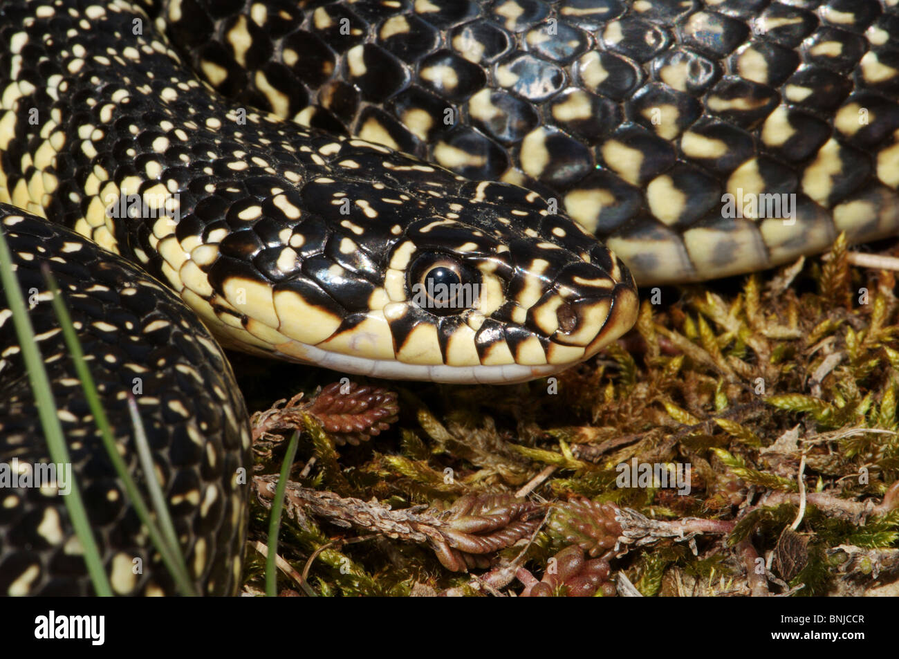 Western whip snake whip snake colubrid colubrids Hierophis v ...