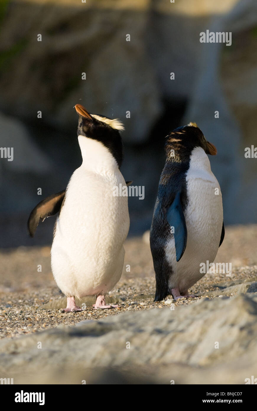 Fiordland Crested penguin Eudyptes pachyrhynchus Stock Photo - Alamy