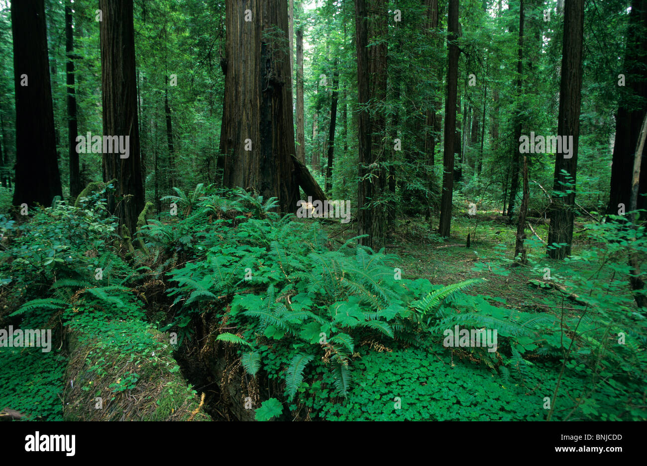 USA California Redwood national park nature forest Redwood trees trees ...