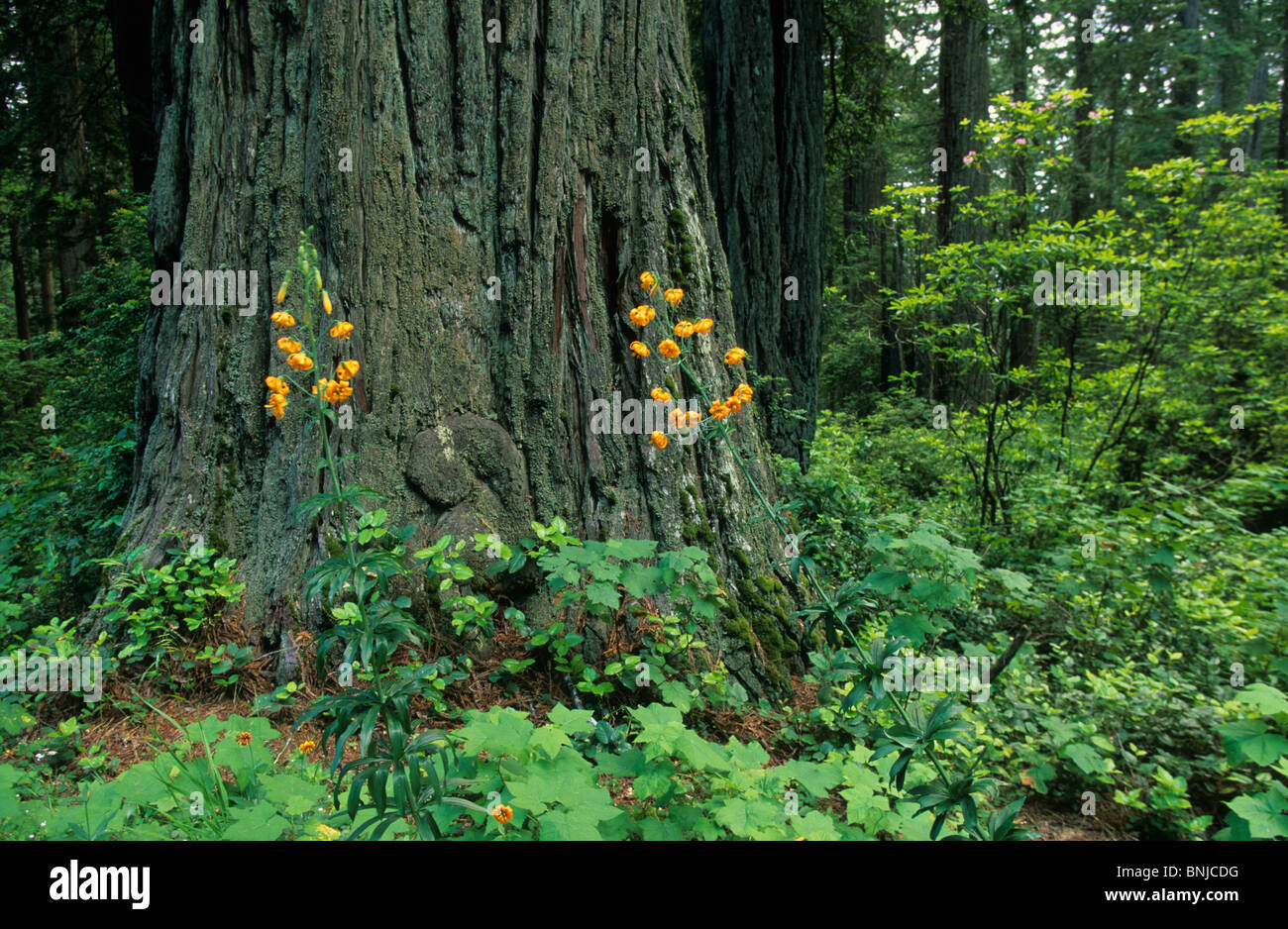 USA California Redwood national park nature forest Redwood trees trees ...