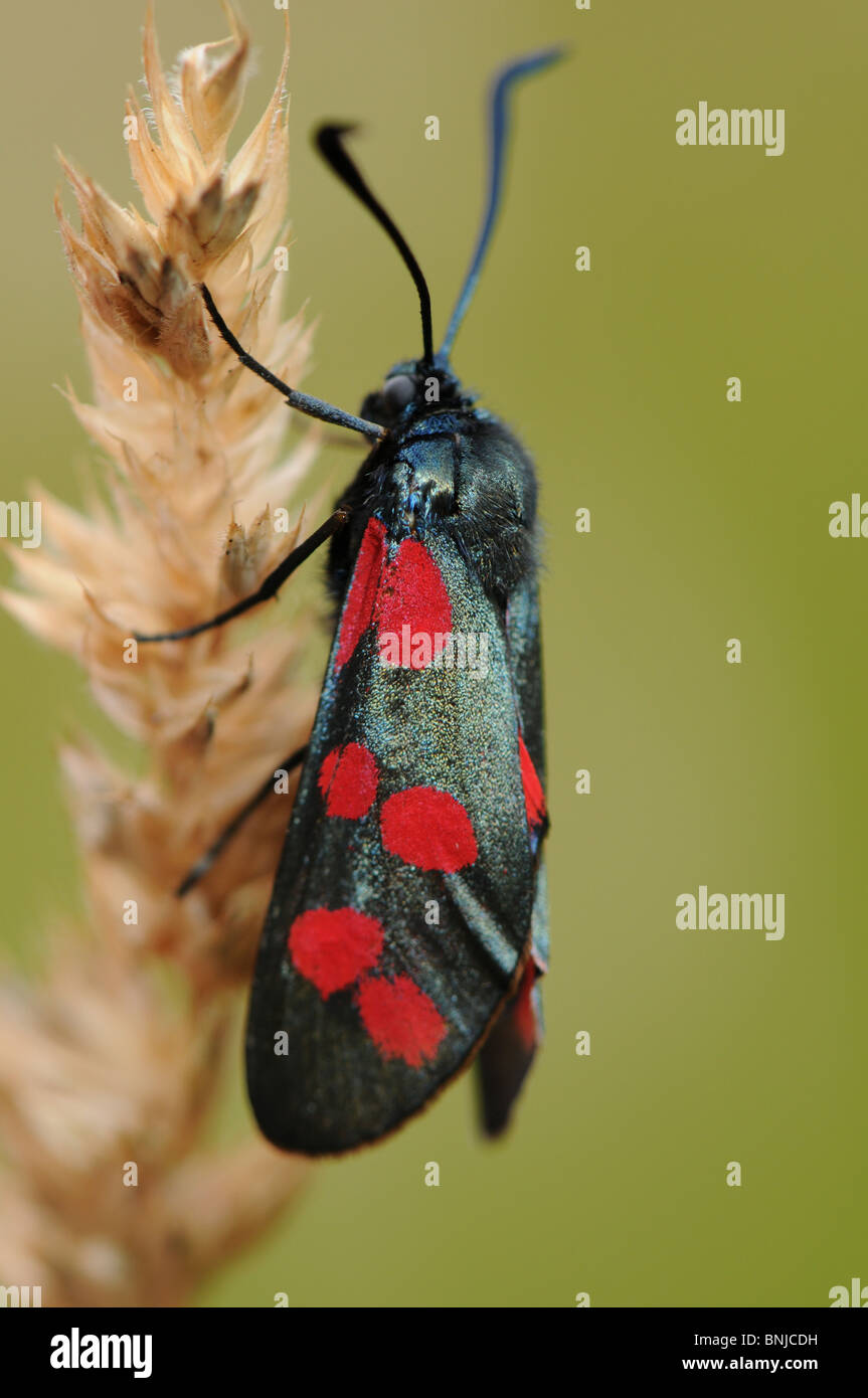 Red insects hi-res stock photography and images - Alamy