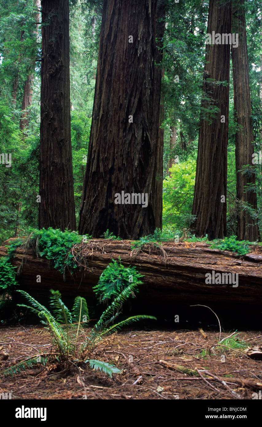 USA California Redwood national park nature forest Redwood trees trees ...