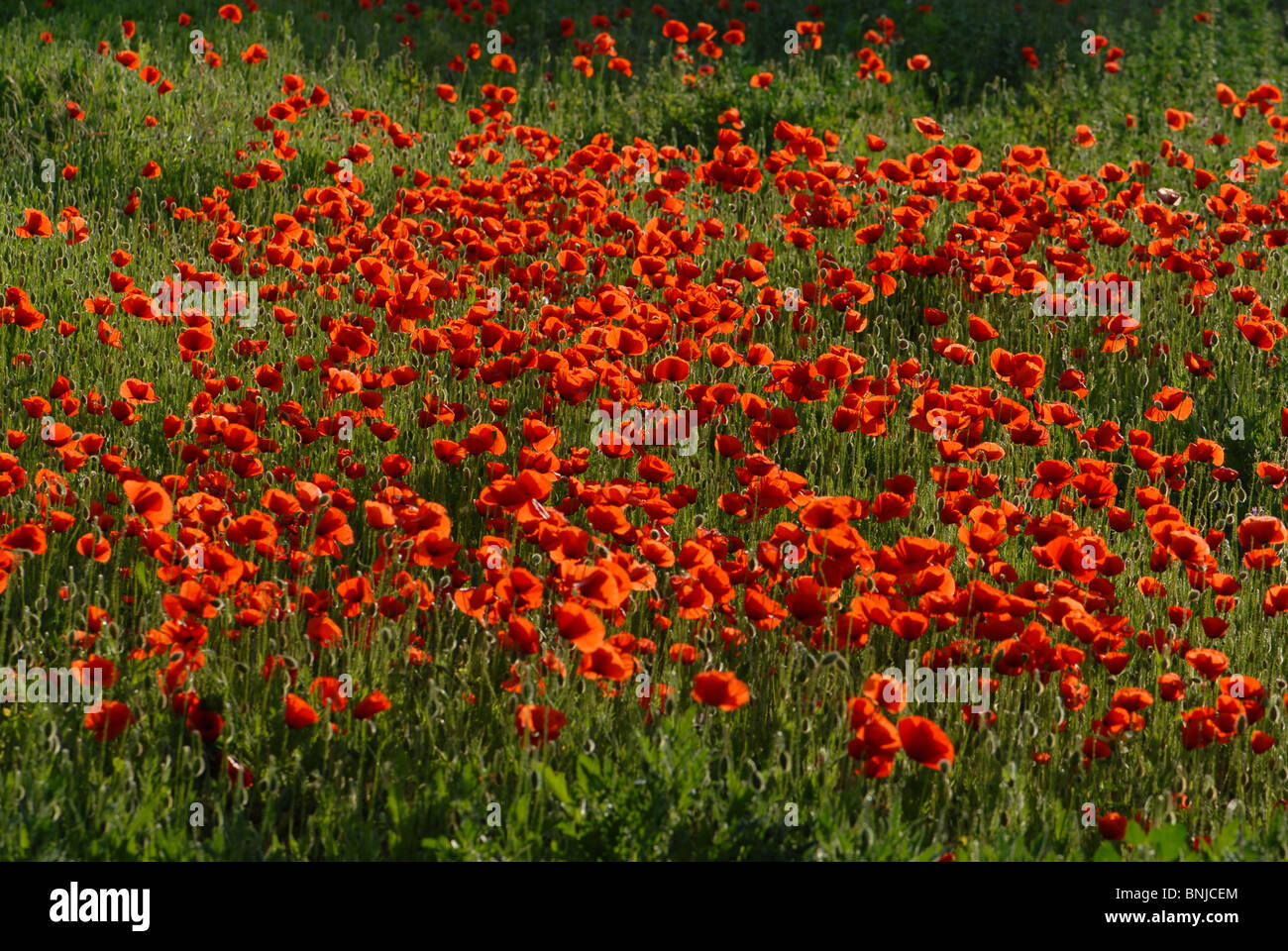 Poppy poppies poppy flower Papaver rhoeas flower flowers mediterranaean ...