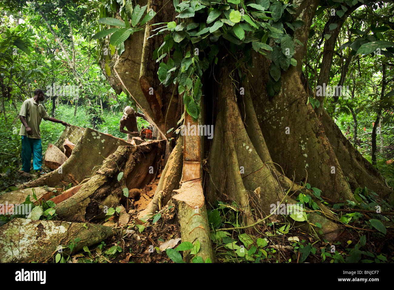 Ghana tree hi-res stock photography and images - Alamy