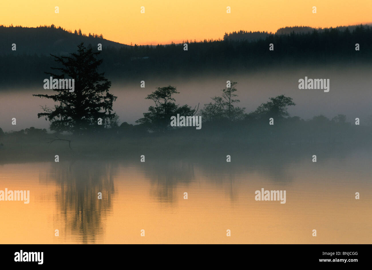 USA Oregon Pacific coast ocean trees fogs reflection morning mood ...
