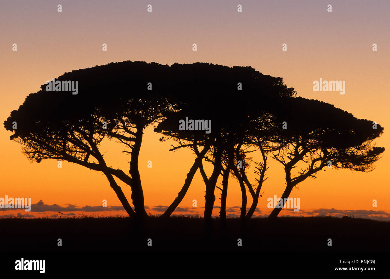 Group of pines hi-res stock photography and images - Alamy