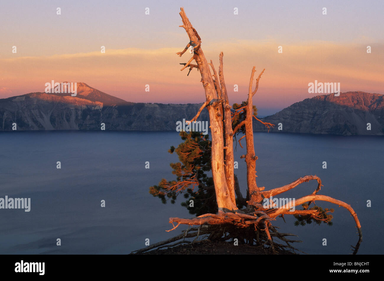 USA Oregon Crater Lake national park crater lake dead tree evening ...
