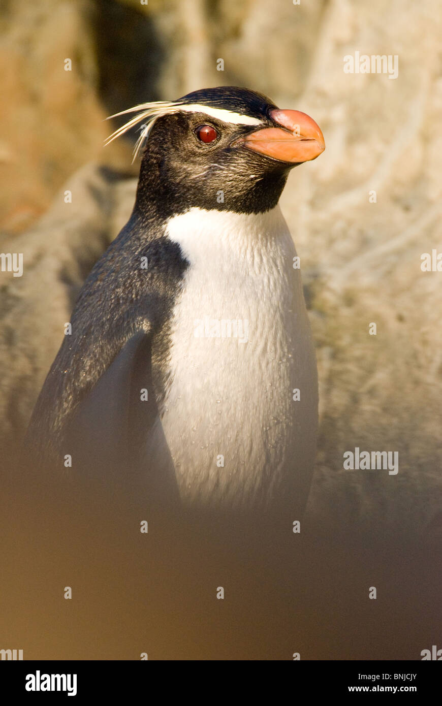Fiordland Crested penguin Eudyptes pachyrhynchus Stock Photo - Alamy